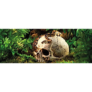 Exo Terra Terrarium Decor Primate Skull