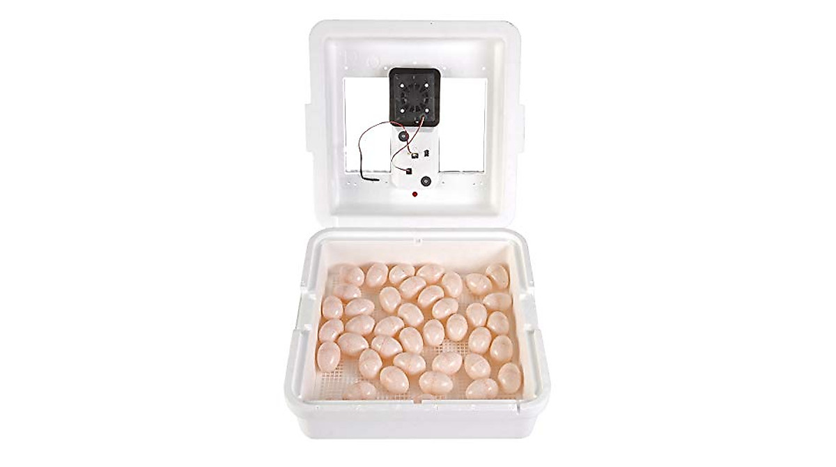 Little Giant Digital Still Air Incubator - 41 Egg Capacity