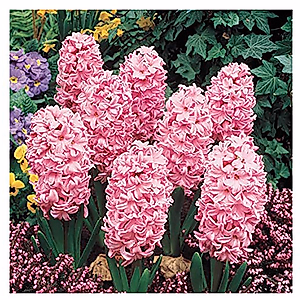 5 Fondant Pink Hyacinth Bulbs
