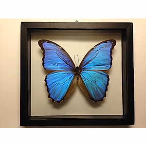Ben the Butterfly Guy Blue Morpho Butterfly Framed and Mounted in Black Display