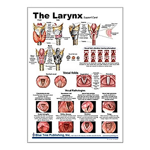 Larynx Anatomy Chart