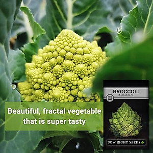 Sow Right Seeds - Romanesco Broccoli Seeds for Planting - Non-GMO Heirloom Packet with Instructions to Plant an Outdoor Home Vegetable Garden - Great for Salads - Abundant Harvest - Cold Hardy (1)