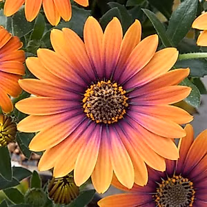 CHUXAY GARDEN Pink Orange Osteospermum-'Serenity Bronze'African Daisies 25 Seeds Annual Flowering Plant Bloom Summer and Fall Beautiful Flower Grows in Garden and pots
