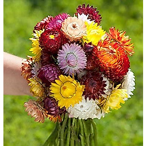 David's Garden Seeds Flower Strawflower Sultane Mix 1925 (Multi) 100 Non-GMO, HeirloomSeeds