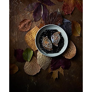 Noma 2.0: Vegetable, Forest, Ocean