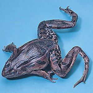 Formalin Frog, 3 to 4", Double Injection, Bulk Bag