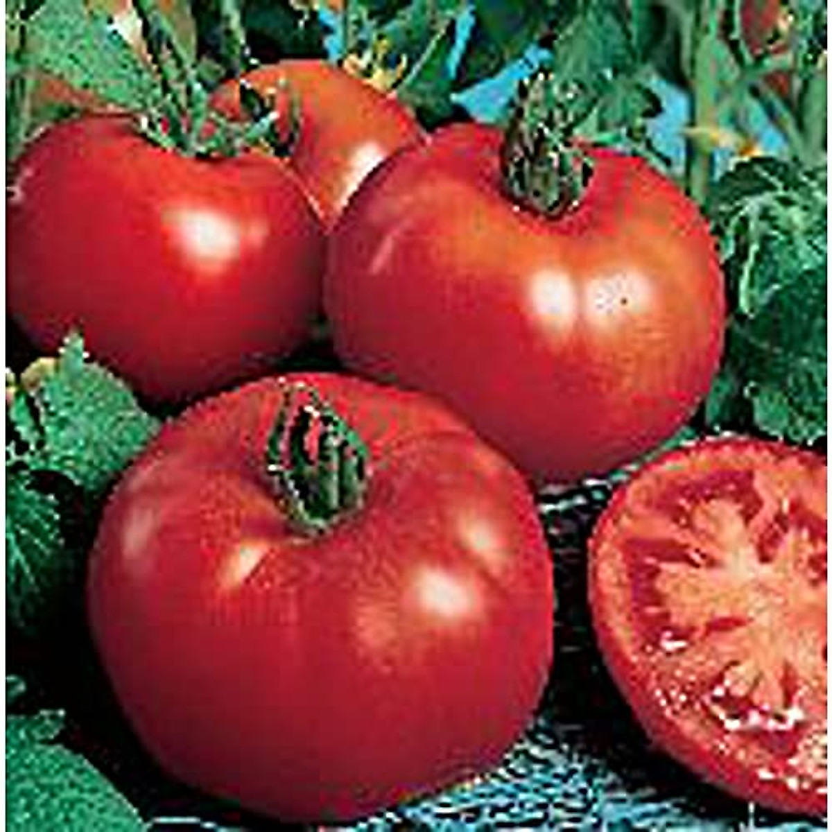 Siberian Tomato Seeds (20+ Seeds) | Non GMO | Vegetable Fruit Herb Flower Seeds for Planting | Home Garden Greenhouse Pack