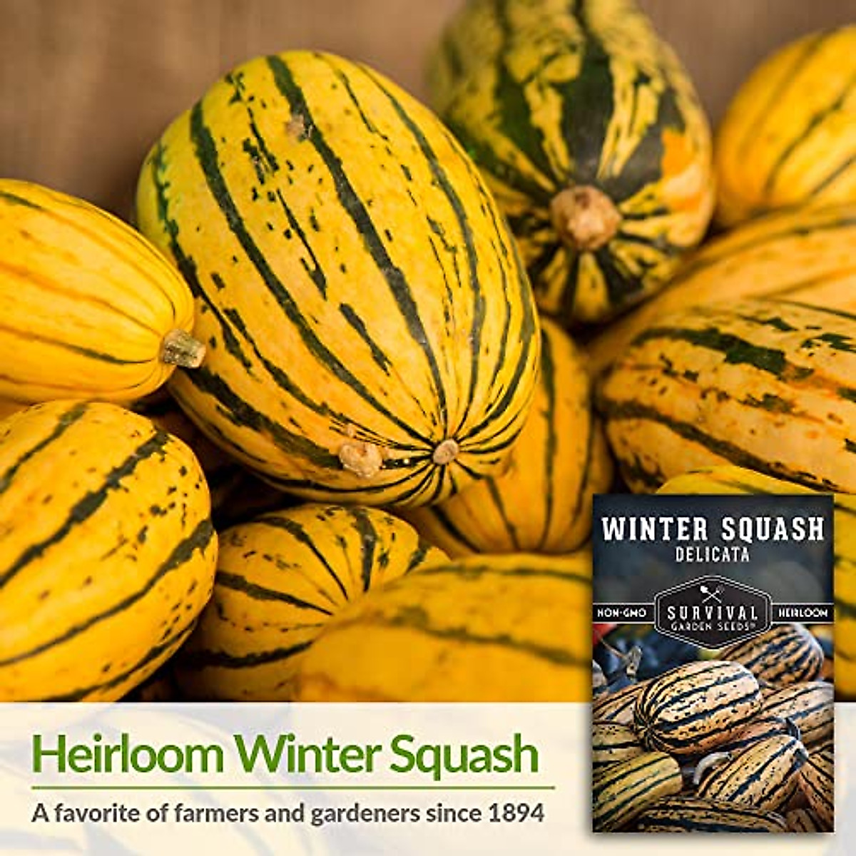 Survival Garden Seeds - Delicata Winter Squash Seed for Planting - Packet with Instructions to Plant and Grow Long-Lasting Winter Food Storage in Your Home Vegetable Garden - Non-GMO Heirloom Variety