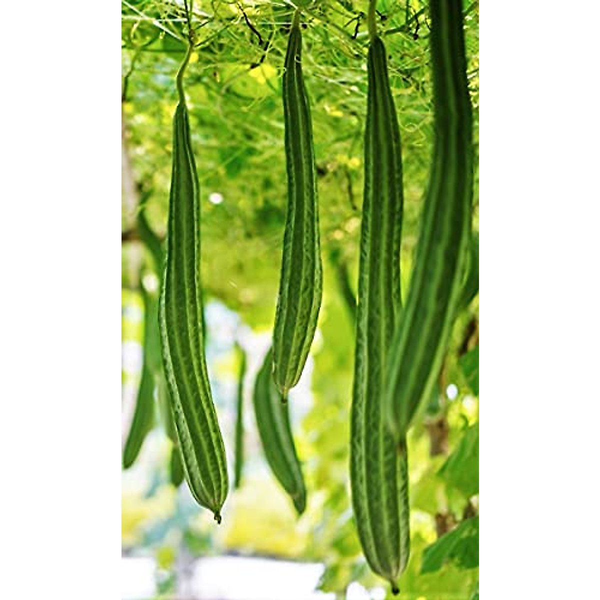 Gaea's Blessing Seeds - Luffa Gourd Seeds (3.0g) - Bonanza Heirloom - Non-GMO Seeds with Easy to Follow Planting Instructions - Heirloom Sponge Ridged Loofah Muop Huong 94% Germination Rate