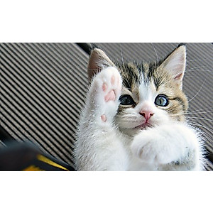 PET SUPPLEMENTS Digestive Support for Cats - Digestive AID - for Cats - Advanced PROBIOTIC - CHEWABLE - cat probiotics - 2 Bottle (120 Chews)