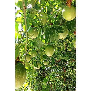 Passion Fruit Yellow Tropical Passionfruit Vine 5 to 7 Inc Tall Planting Indoor Outdoor Ornaments Perennial Garden Simple to Grow Pot