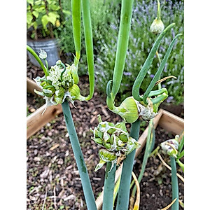 25 Egyptian Walking Onion Bulbs Walking Onion Egyptian Onion Bulbs