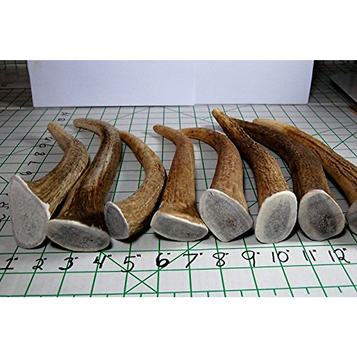 Big Dog Antler Chews Elk Antler Dog Chew, Extra Large Tine, 8 inches to 12 inches, XL - Great for Your Large to Extra Large Dogs and Puppies Brand
