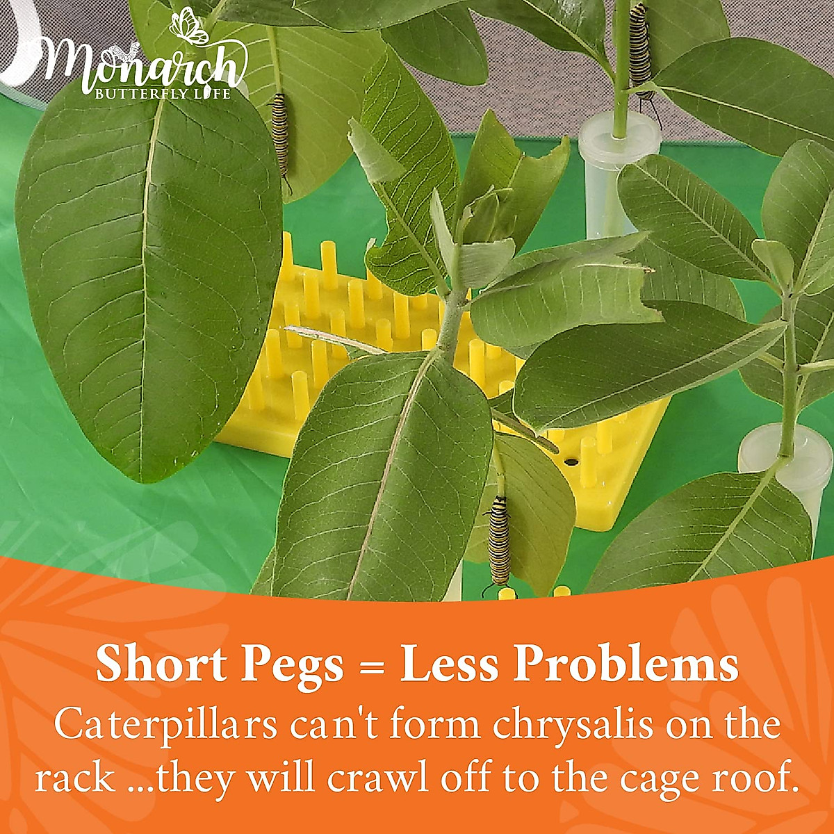 Short Peg Rack with 8 Large Floral Tubes to Feed Caterpillars Fresh Milkweed Cuttings, Host Plants, and Nectar Flowers by MONARCH BUTTERFLY LIFE