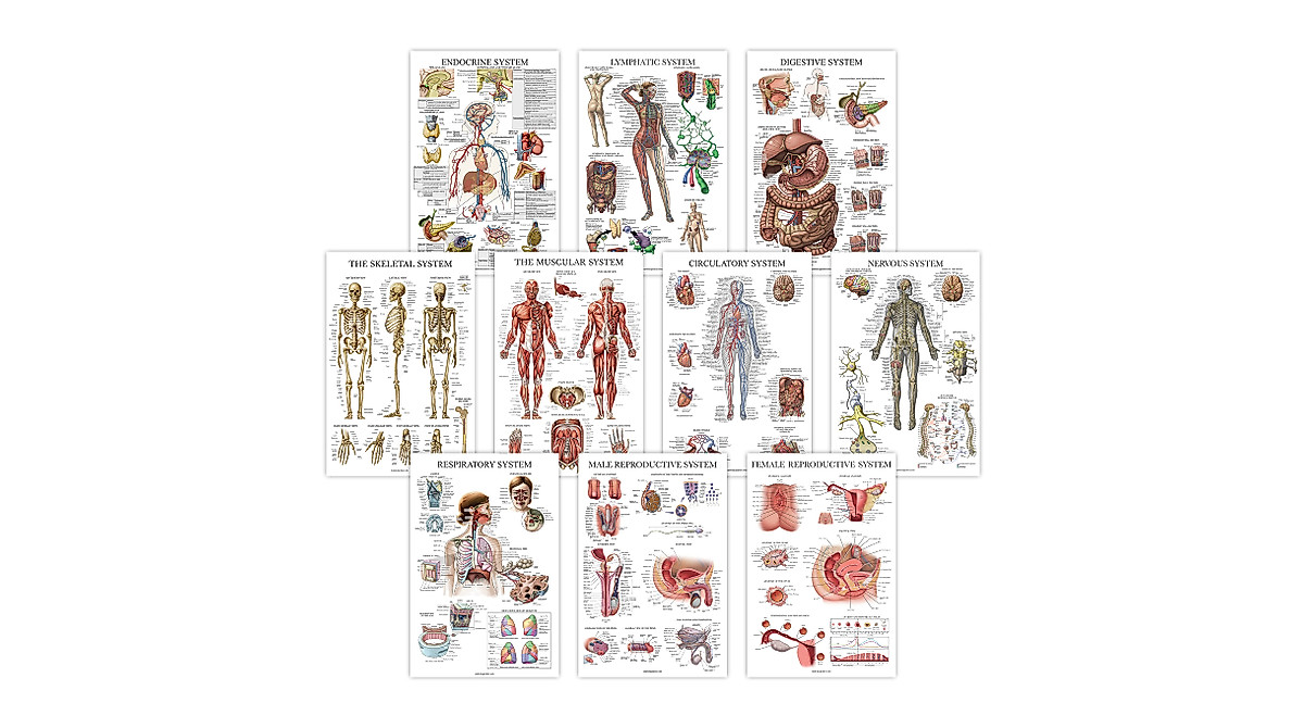 10 Pack Anatomical Poster Set - Laminated Charts
