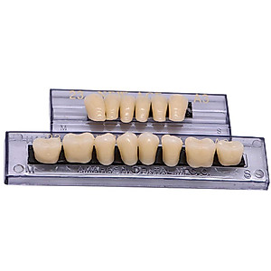 RZJZGZ 168 Pcs Dental Synthetic Resin Tooth Denture Temporary False Teeth 6 Sets False Teeth 23 A2