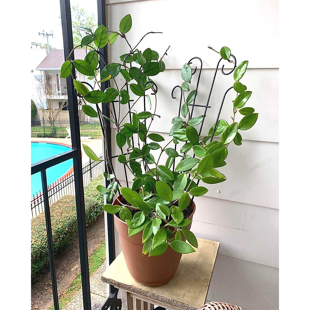 Mklsit 24'' Plant Trellis for Potted Plants, Indoor/Outdoor Garden Trellis for Climbing Plants, Sturdy Metal Pot Trellis for Houseplants Flowers Climbing Vines Ivy, Pack of 2, Black