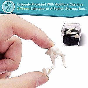 2023 Newest Human Model of Skeleton for Anatomy 67“ High with 200+ Bones Structures,Scientific Disarticulated Human Model of Skeleton Bundle for Anatomy, Full Size Male Skeleton Models with Poster,Skull, Bones, Articulated Hand & Foot