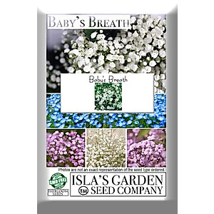 Baby's Breath Flowers, 2000+ Heirloom Flower Seeds Per Packet, (Isla's Garden Seeds), Non GMO Seeds, Botanical Name: Gypsophila