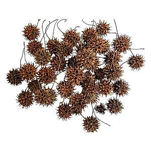 Sweet Gum Tree Seed Pods for Reptiles, Amphibians, Isopds, Terrarium, Bioactive Enclosures, 20 Count of Large 1" - 1.5" Natural and Organic Hand Collected Spikey Balls