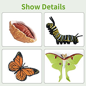 iftnotea 8PCS Monarch Butterflies Life Cycle Toy Figurines for Kids with Actias Ningpoana Figure - Caterpillar to Butterfly Kit Growth Montessori Toy for 3 4 5 6 Years Old