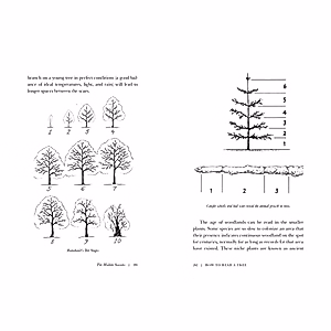 How to Read a Tree: Clues and Patterns from Bark to Leaves (Natural Navigation)