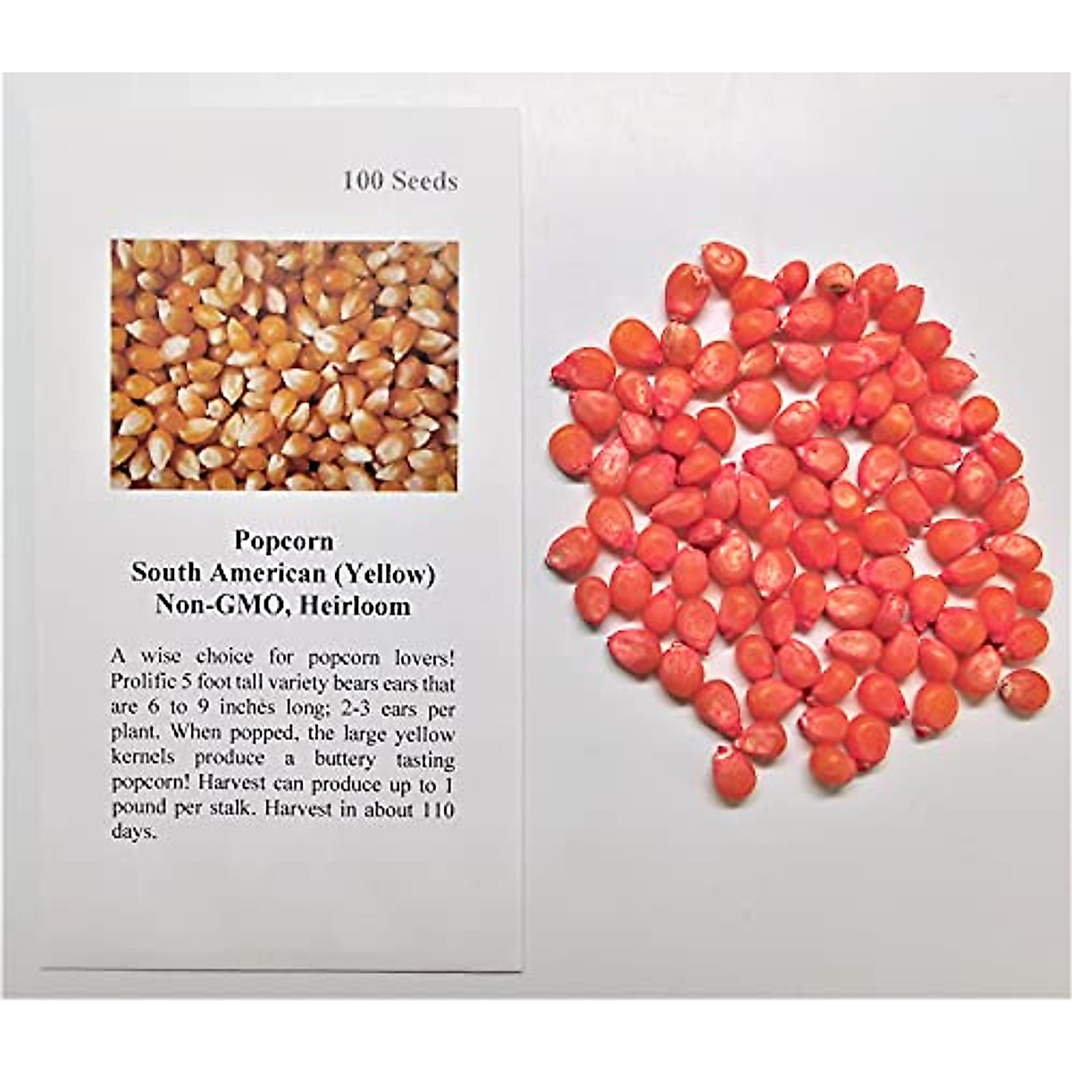 David's Garden Seeds Popcorn South American FBA-6732 (Yellow) 100 Non-GMO, Heirloom Seeds