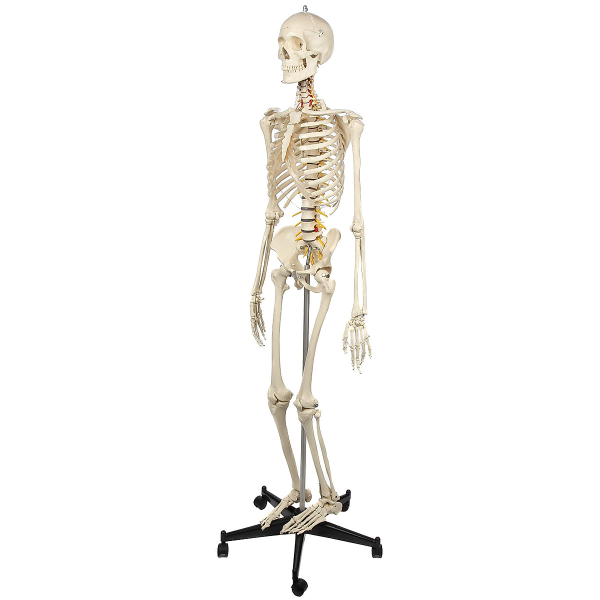 Rudiger Anatomie Physiological Skeleton with Flexible Spine, Spinal Cord, Vertebral Arteries, Mounted Herniated Disc and Sectioned Sacrum, Includes Display Stand with Casters, Dust Cover, and Warranty