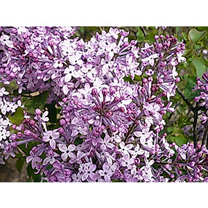 50+ Mixed Lilac Tree Seeds Fragrant Flowers Flower Perennial Bush Bonsai Plants
