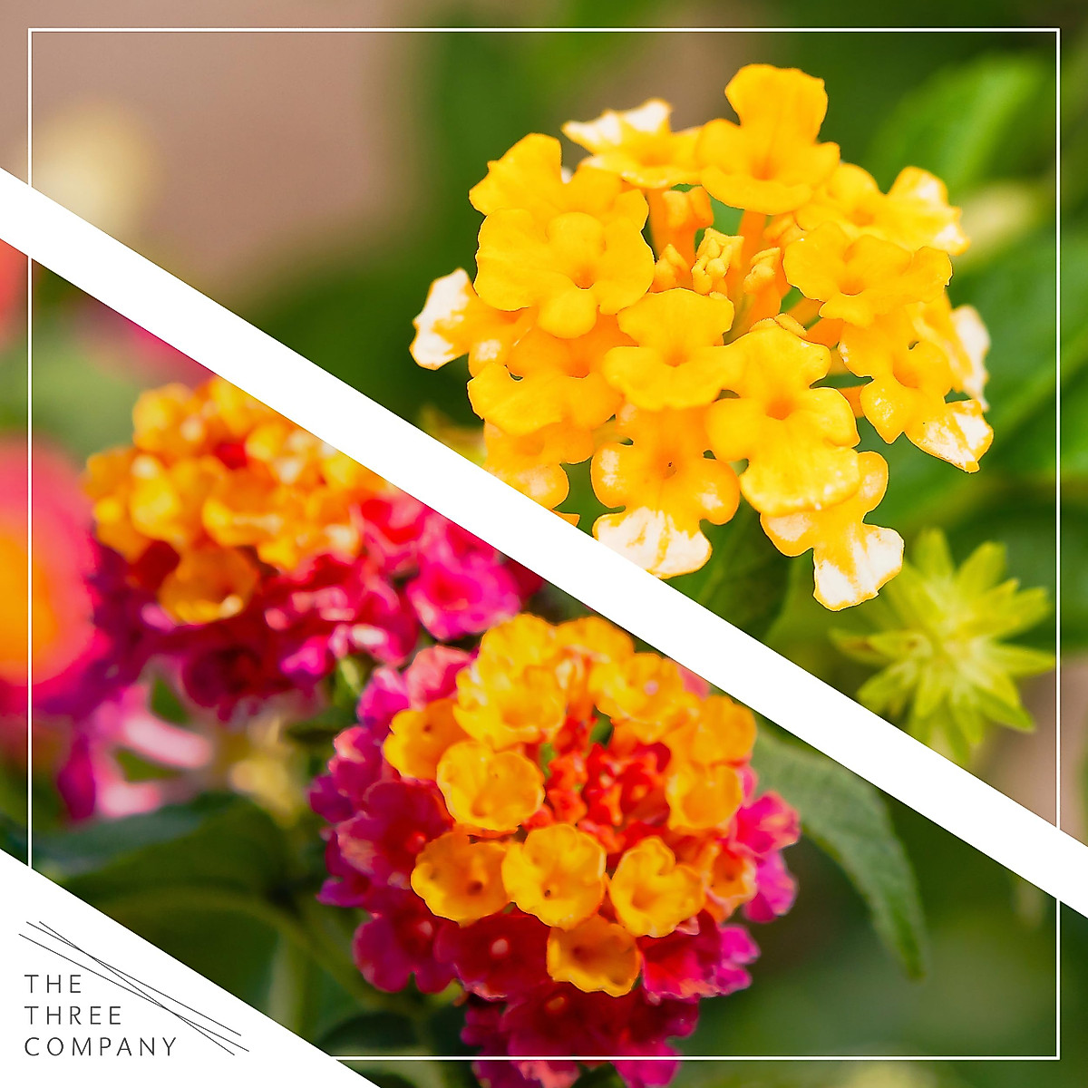 Live Flowering Lantana - Color Mix (2 Plants Per Pack) - Grower's Choice Multi Color Blooms, Healthy Blooming Pollinator, 8" Tall by 5" Wide in 1 Qt Pot