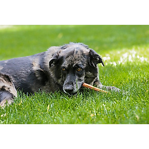 Top Dog Chews - 6" Bully Sticks - All Natural from Free Ranging Beef - 25 Pack