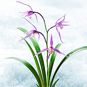 innisfree Orchid Youth Enriched Emulsion Hyaluronic Acid Face Moisturizer