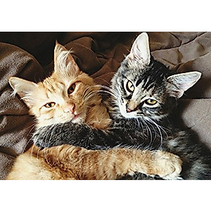 cat Joint Supplements - CAT Hip and Joint Health - Advanced Support CAT Formula - Healthy Chewy Treat - glucosamine chondroitin for Cats Soft Chews - 1 Bottle (120 Chews)