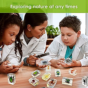 11 Pcs Insects in Resin Specimen Bugs Collection Paperweights Real Bugs in Resin Various Insect Specimen Bug Preserved in Resin Bugs Collection for Kids Scientific Educational Supplies Bugs Display