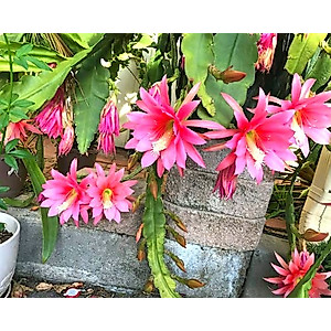 (6) Mix Epiphyllum Orchid Cactus Cutting for Growing Indoor/Outdoor - Ornaments Perennial Garden Simple to Grow No Pots