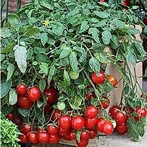 Tomato, Sweet Large Cherry Tomato Seeds, Heirloom,20 Seeds, Tasty, Great for Salads