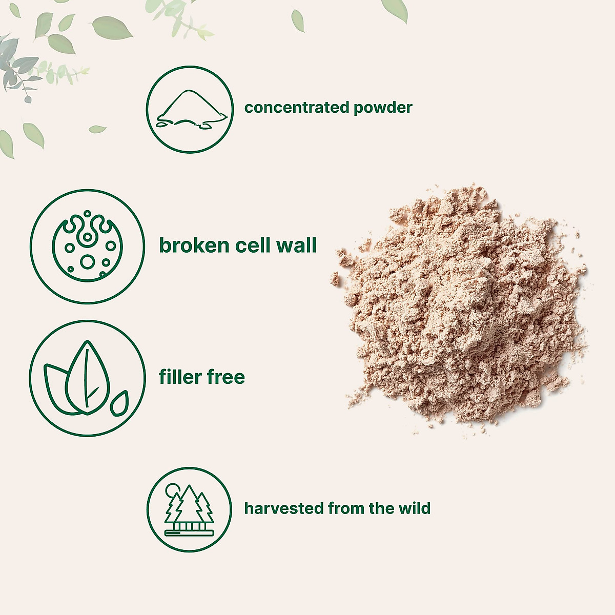 Pure Pine Pollen Powder, 6 Ounce, Wild Harvest an Broken Cell Wall, Supports Immune System Health, Boosts Energy, Antioxidant & Androgenic, No GMOs, Vegan Friendly