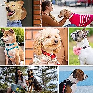 Blueberry Pet Essentials 21 Colors Classic Dog Collar, Turquoise, Small, Neck 12"-16", Nylon Collars for Dogs