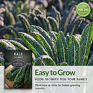 Survival Garden Seeds - Lacinato Kale Seed for Planting - Packet with Instructions to Plant and Grow in Your Home Vegetable Garden - Non-GMO Heirloom Variety
