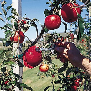 Olson Sticky Stuff Brush On Insect Trap Coating 8oz. with Brush Cap