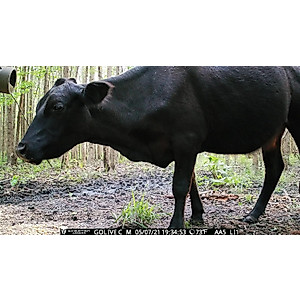 Spartan GoLive 4G LTE Trail Camera,Live-Streaming, Anti-Theft GPS, On-Demand Image&Video Capture,Real-time Updates,Built-in Lithium Battery,Blackout with 32GB SD Card (Verizon)