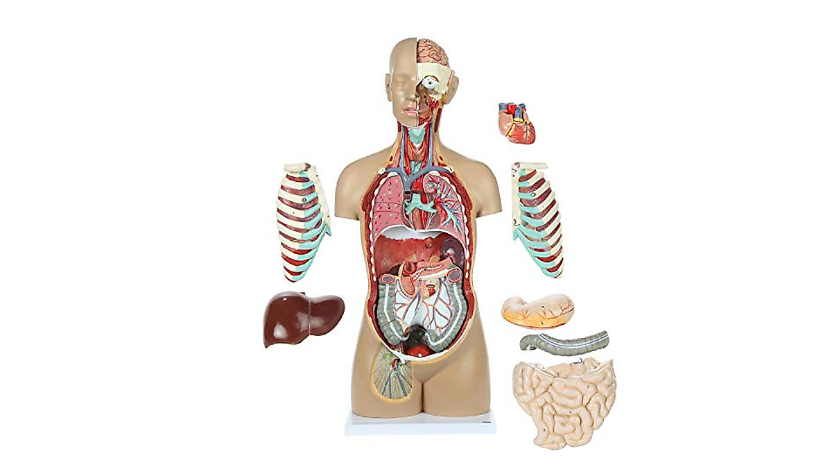 Human Torso Model with 18 Removable Organs | Detailed Anatomy Study