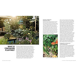 Companion Planting for Beginners: Pair Your Plants for a Bountiful, Chemical-Free Vegetable Garden