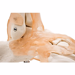 Foot Joint Model with Ligaments,Kouber Human Anatomical Model,Life Size,Height 11"