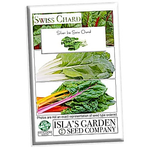 Silver Ice Swiss Chard, 300 Heirloom Seeds Per Packet, (Isla's Garden Seeds), Non GMO Seeds, Botanical Name: Beta vulgaris VAR. cicla