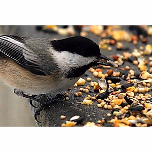 Backyard Seeds Classic Berry Blend Sunflower Bird Seed Mix in Bucket 15 Pounds