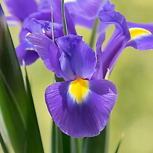 25 Iris Tuber Mix Planting Ornaments Perennial Garden Simple to Grow Pots Gifts, Large Size