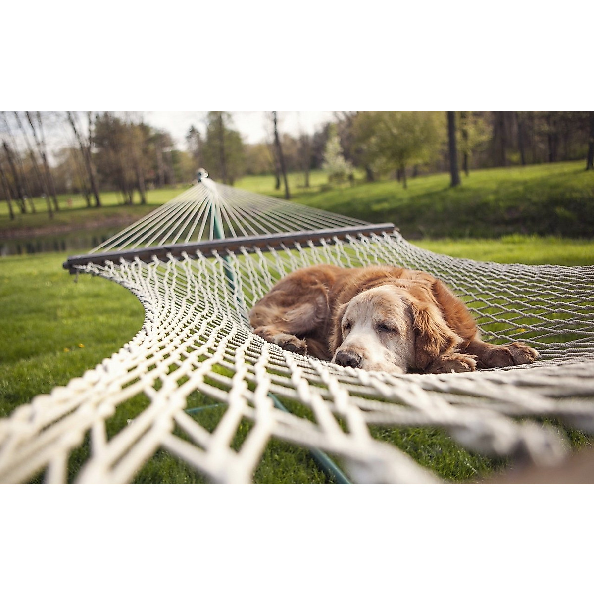 PETS HEALTH SOLUTION Dog relaxants Hyper - Premium Relaxant for Dogs - Amazing Calming AID - Natural Formula - Treat - Calming Treats for Dogs - 180 Treats (2 Bottle)