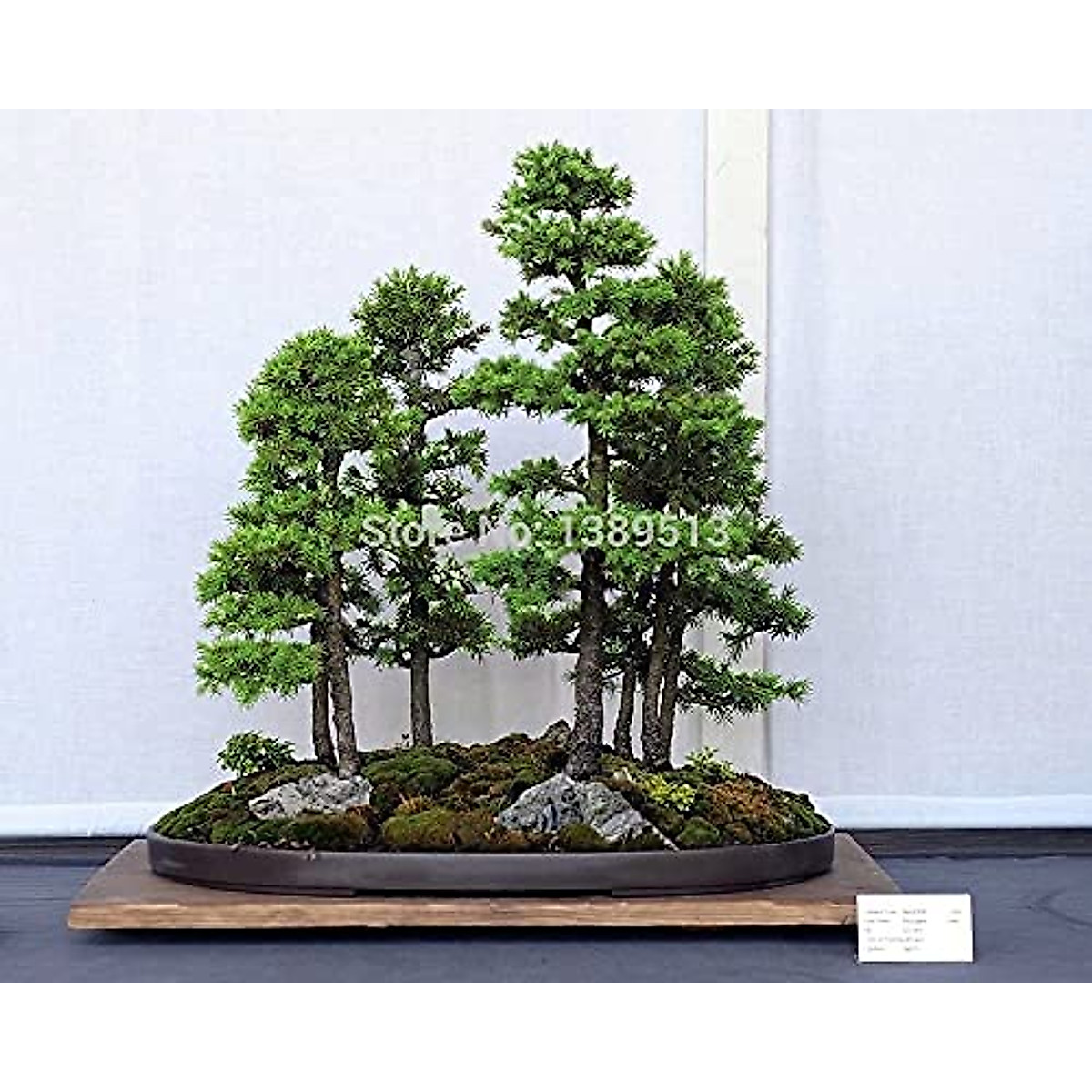 Bonsai Seeds 100 pcs Japanese White Spruce Pine, Pinus parviflora, Tree Seeds Bonsai Evergreen DIY Home Gardening