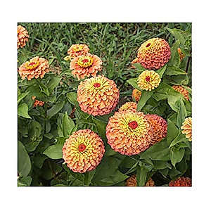 David's Garden Seeds Flower Zinnia Queeny Lime Orange 7676 (Orange) 50 Non-GMO, Open Pollinated Seeds